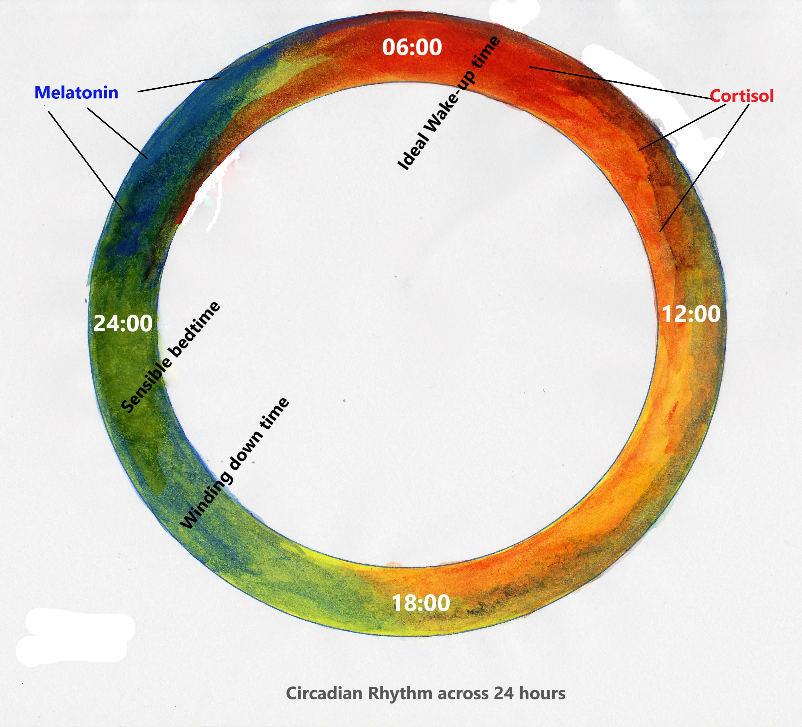Circadian rhythm across 24 hours – This Dancing Life