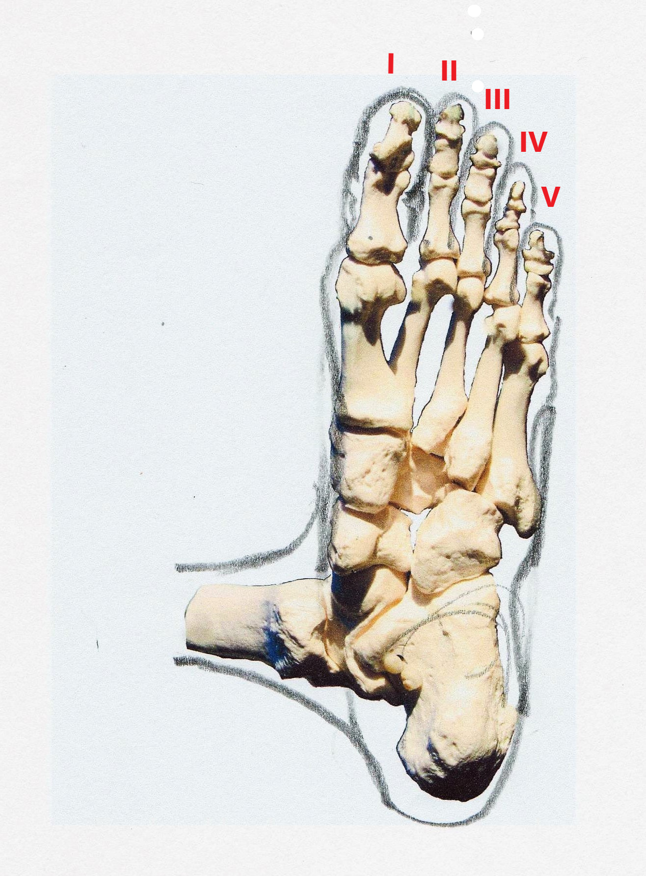 Foot_for_toes_sole_outline numbered – This Dancing Life