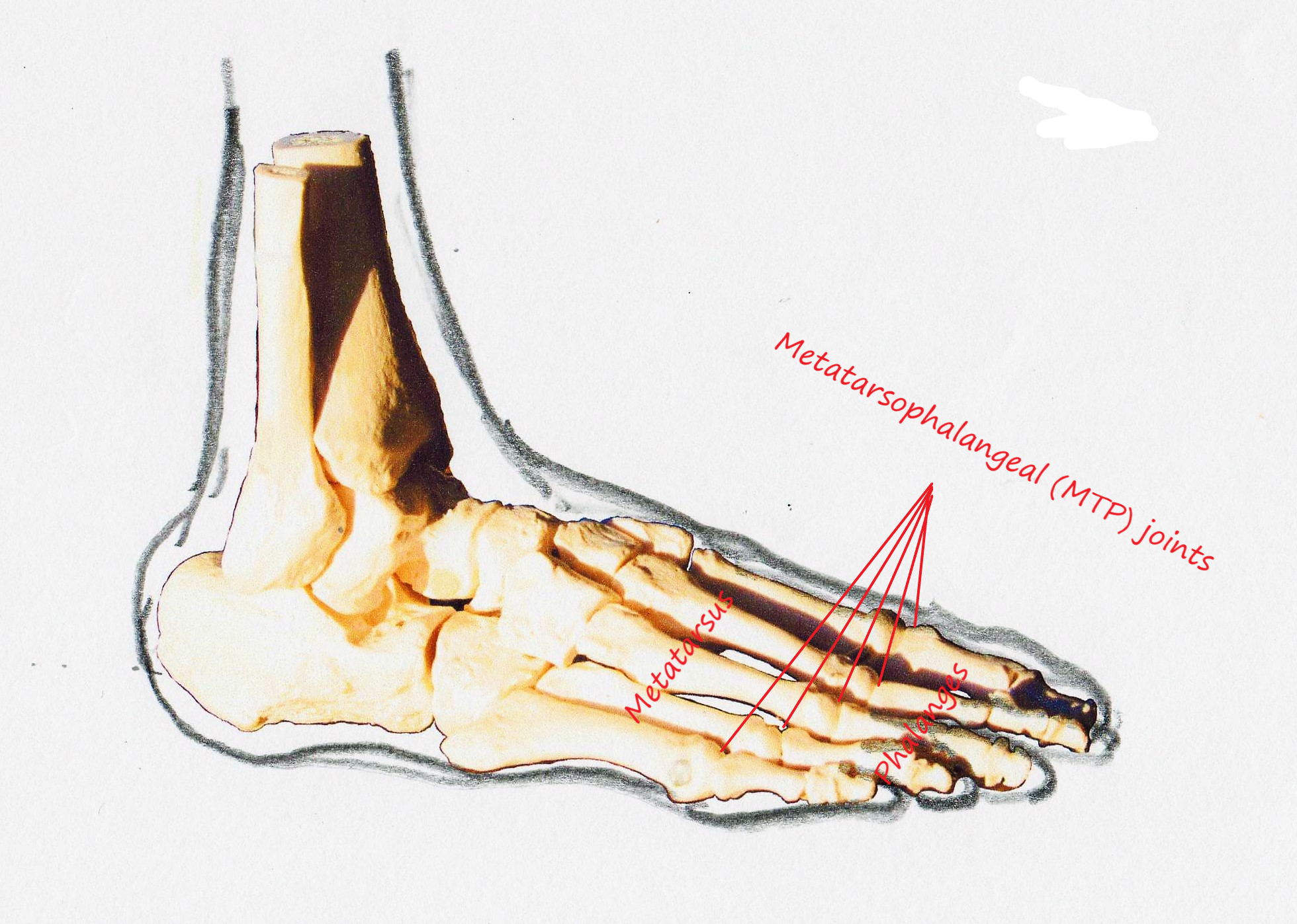 foot_for_toes_outline 001 (2).jpg,labelled – This Dancing Life