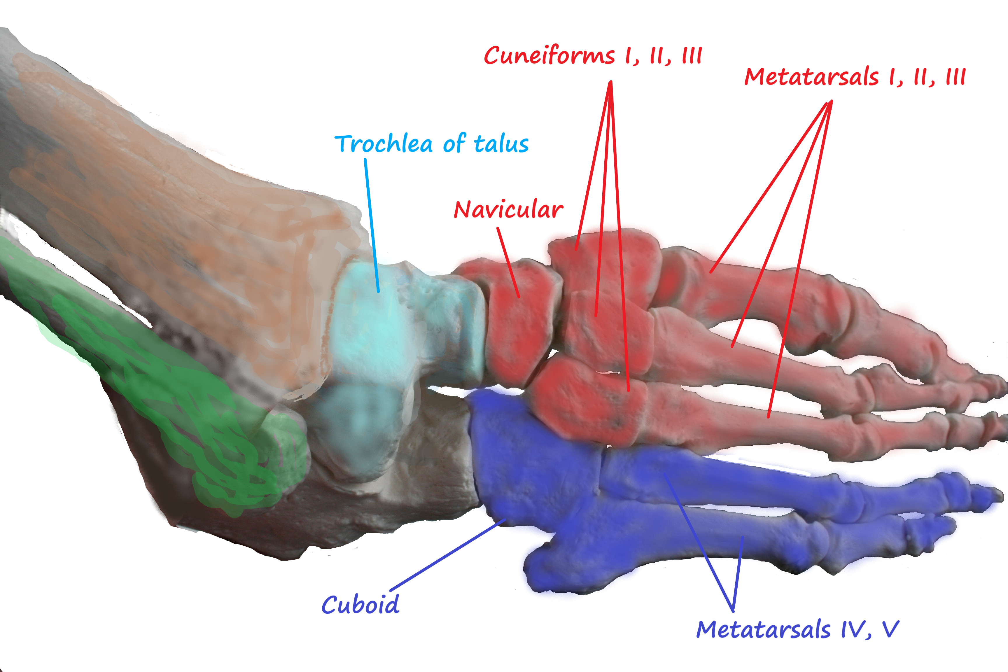 Metatarsus_tarsus_dorsal3_coloured_labelled – This Dancing Life