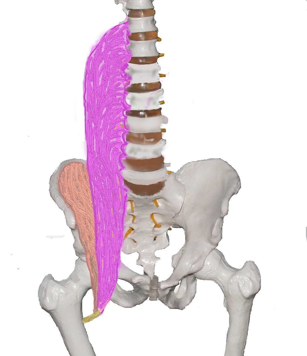 TLspine,Iliopsoas – This Dancing Life
